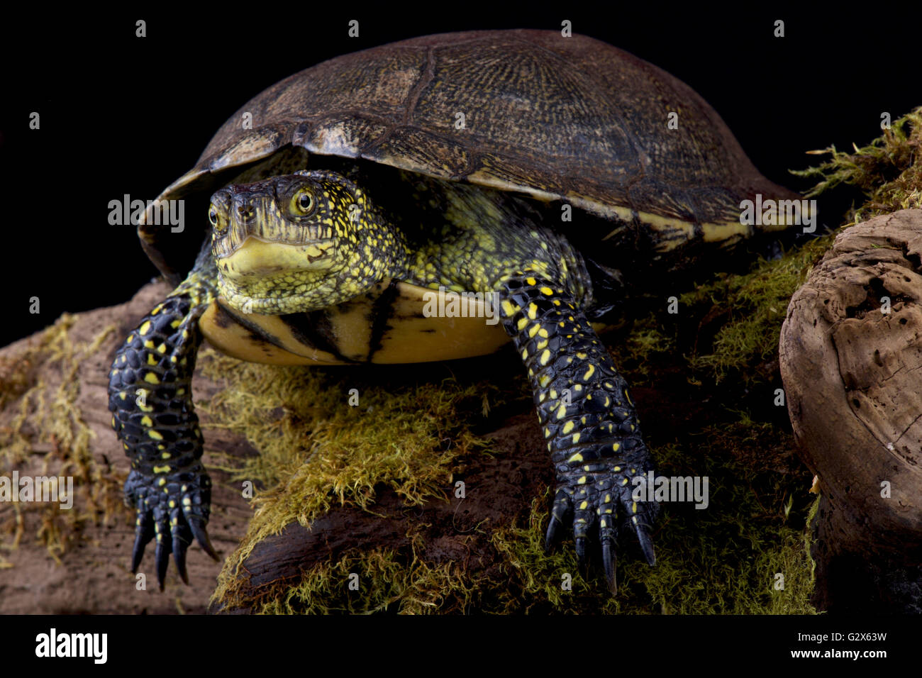 European pond turtle (Emys orbicularis Stock Photo - Alamy