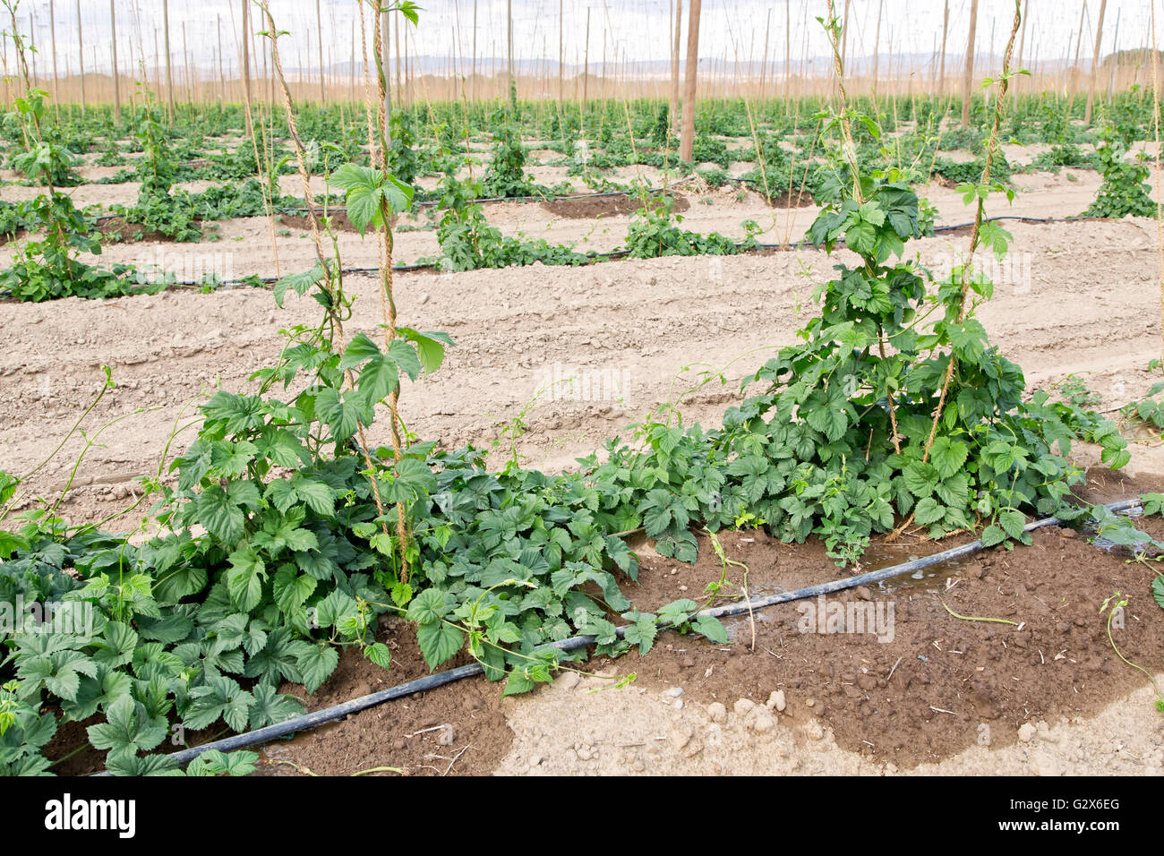 New spring growth, hop field under irrigation, 'Humulus lupus' Stock ...