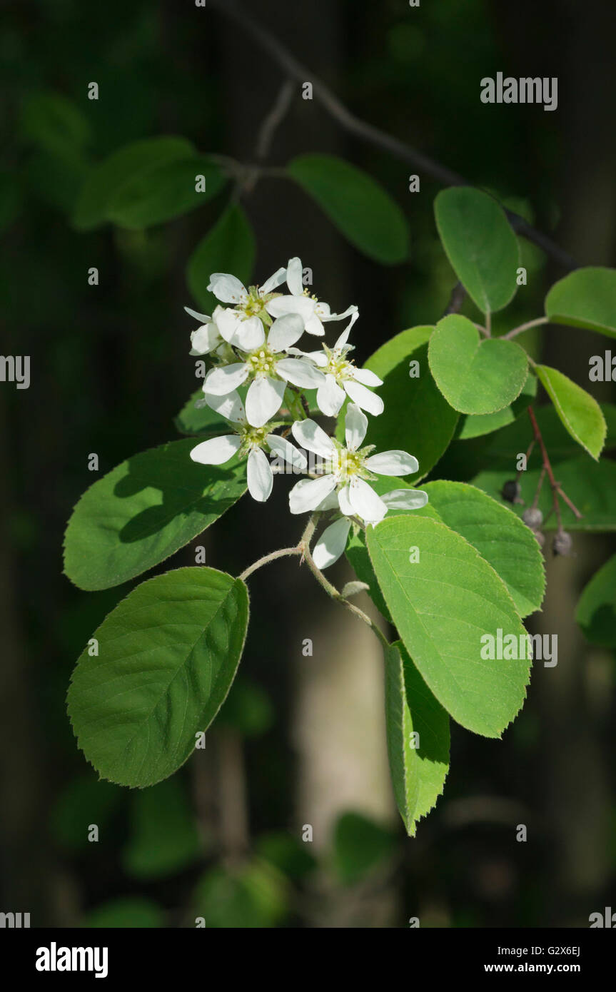 Shadblow serviceberry hi-res stock photography and images - Alamy