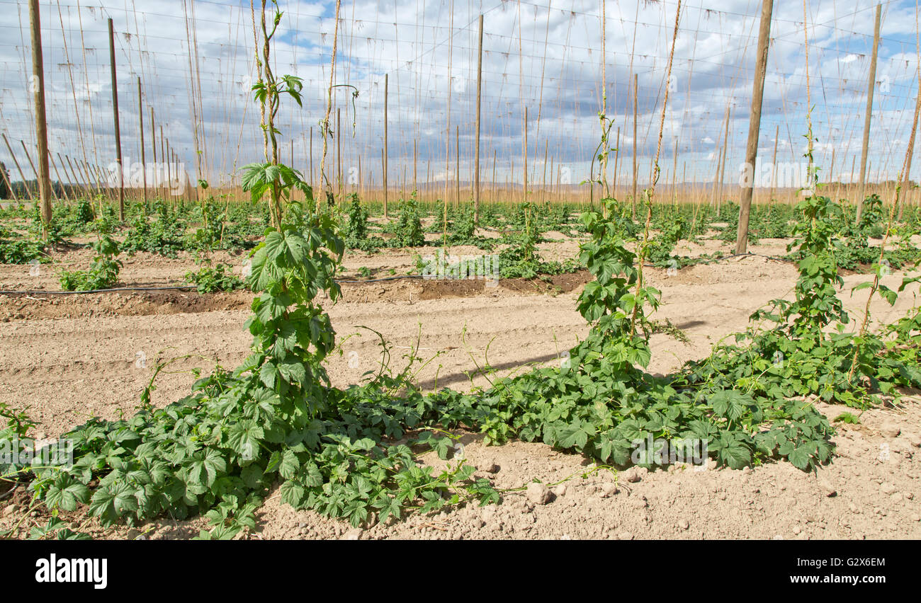 New spring growth, hop field 'Humulus lupus' Stock Photo - Alamy