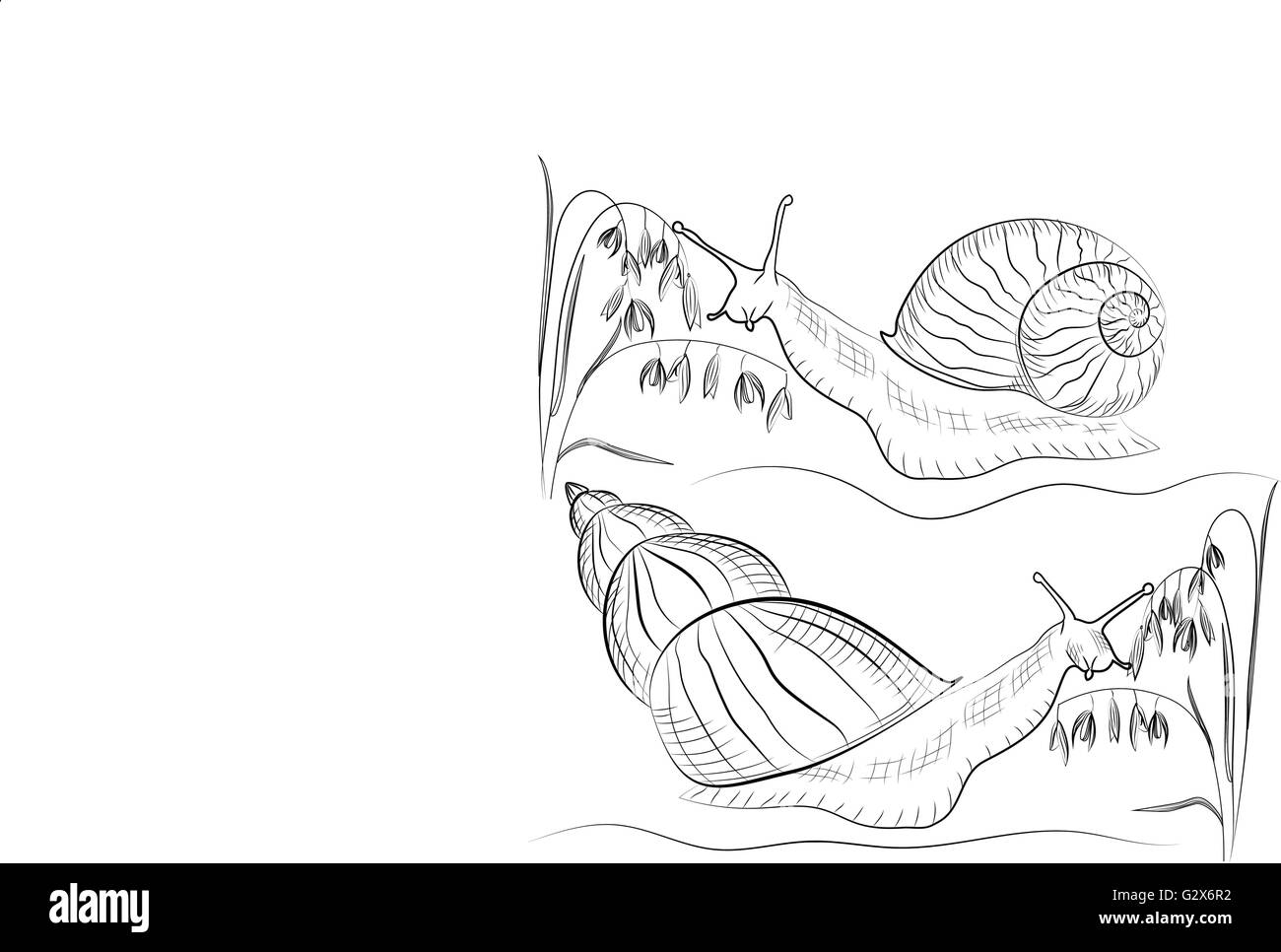 Snail illustration Stock Vector Images - Alamy