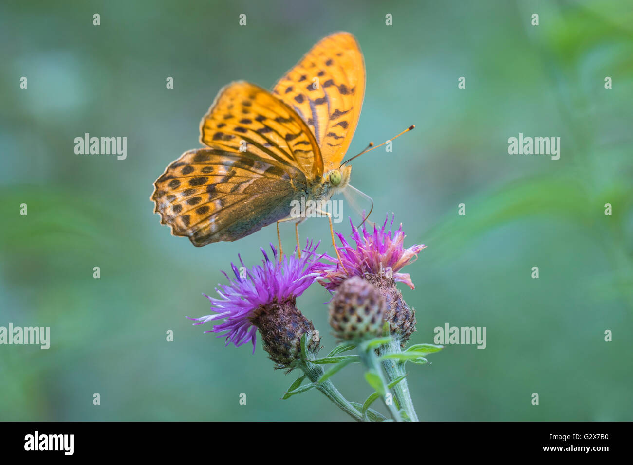 Side view closeup of a Silver-washed fritillary with spread wings ...