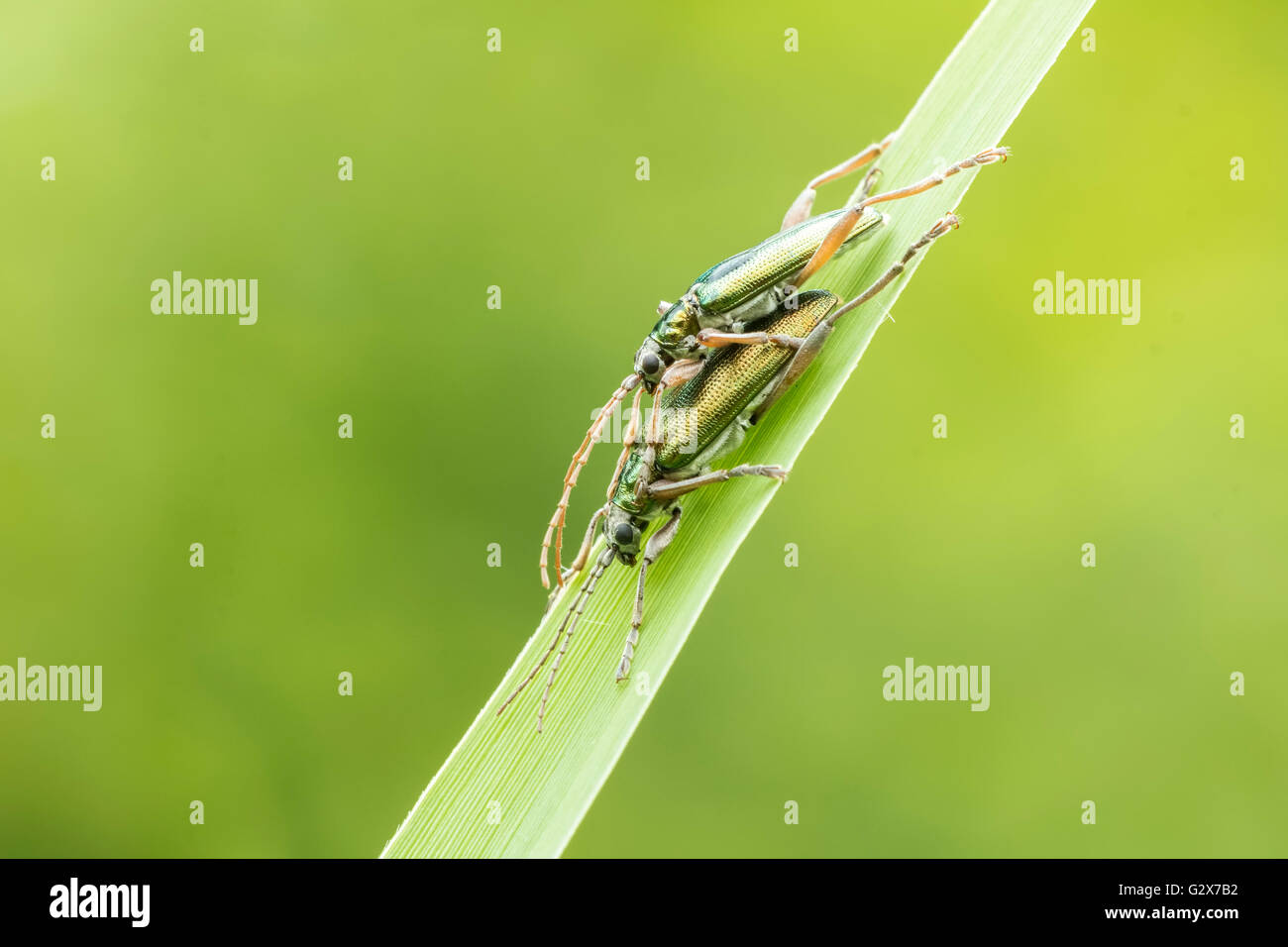 Two reed beetles, Donacia aquatica, mate on a reed leaf on a sunny day ...