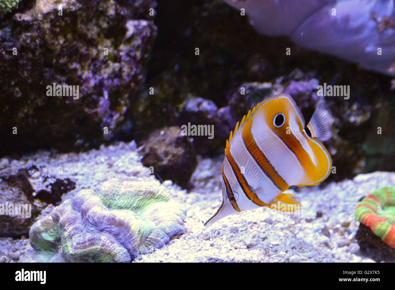 White yellow fish hi-res stock photography and images - Alamy