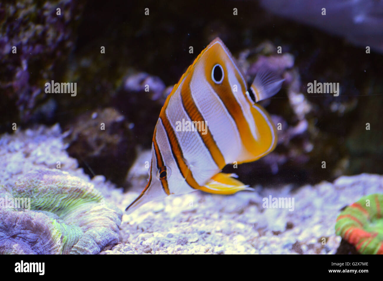 White yellow fish hi-res stock photography and images - Alamy