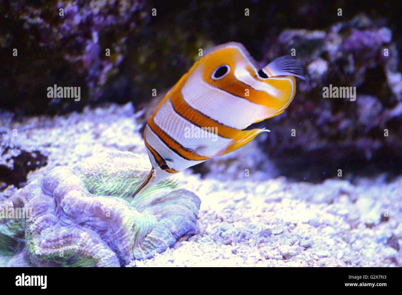 Yellow orange fish hi-res stock photography and images - Alamy