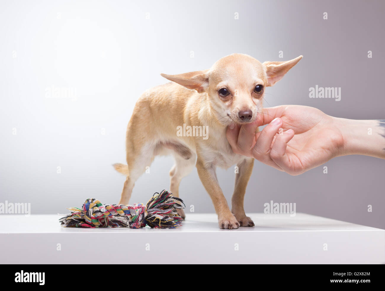 Hand Petting Dog High Resolution Stock Photography and Images - Alamy