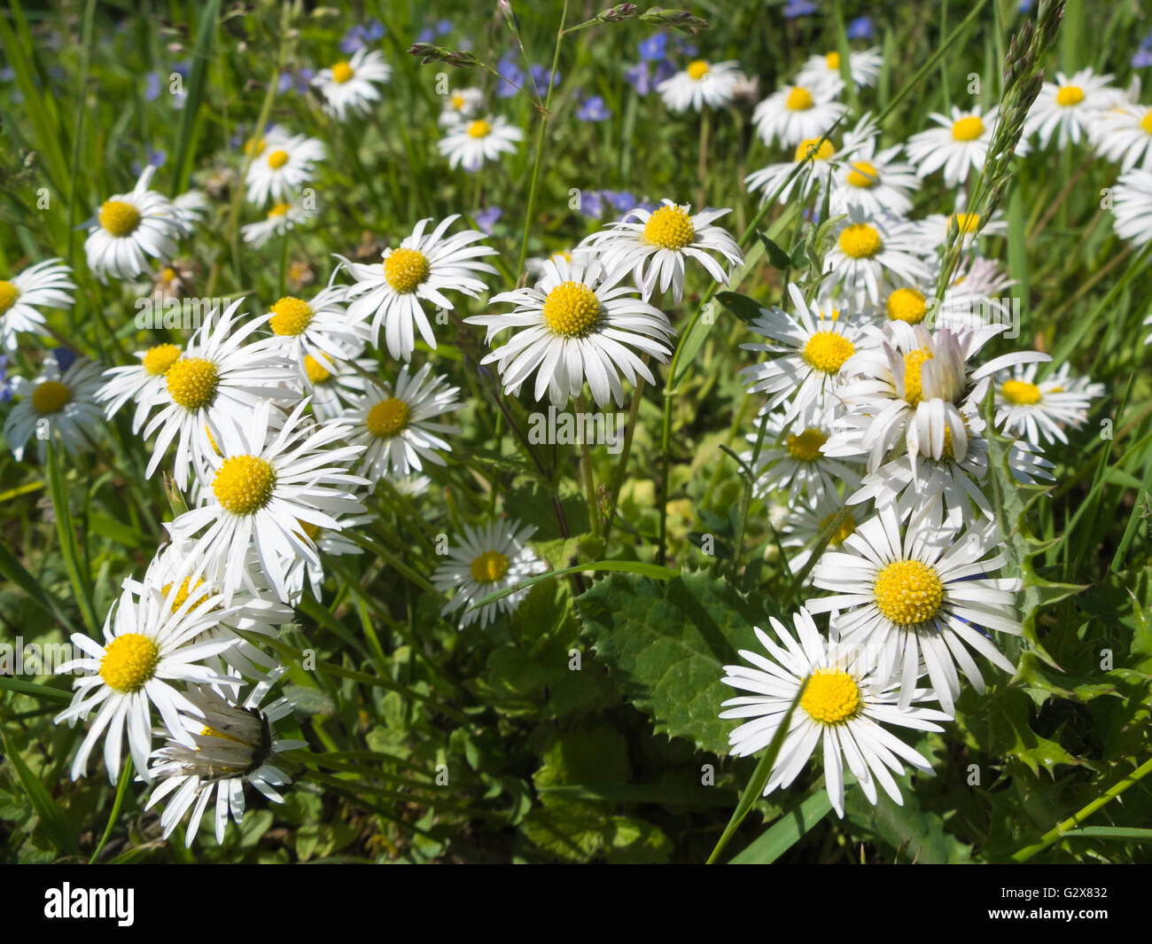 bunch of wild daisies Stock Photo - Alamy