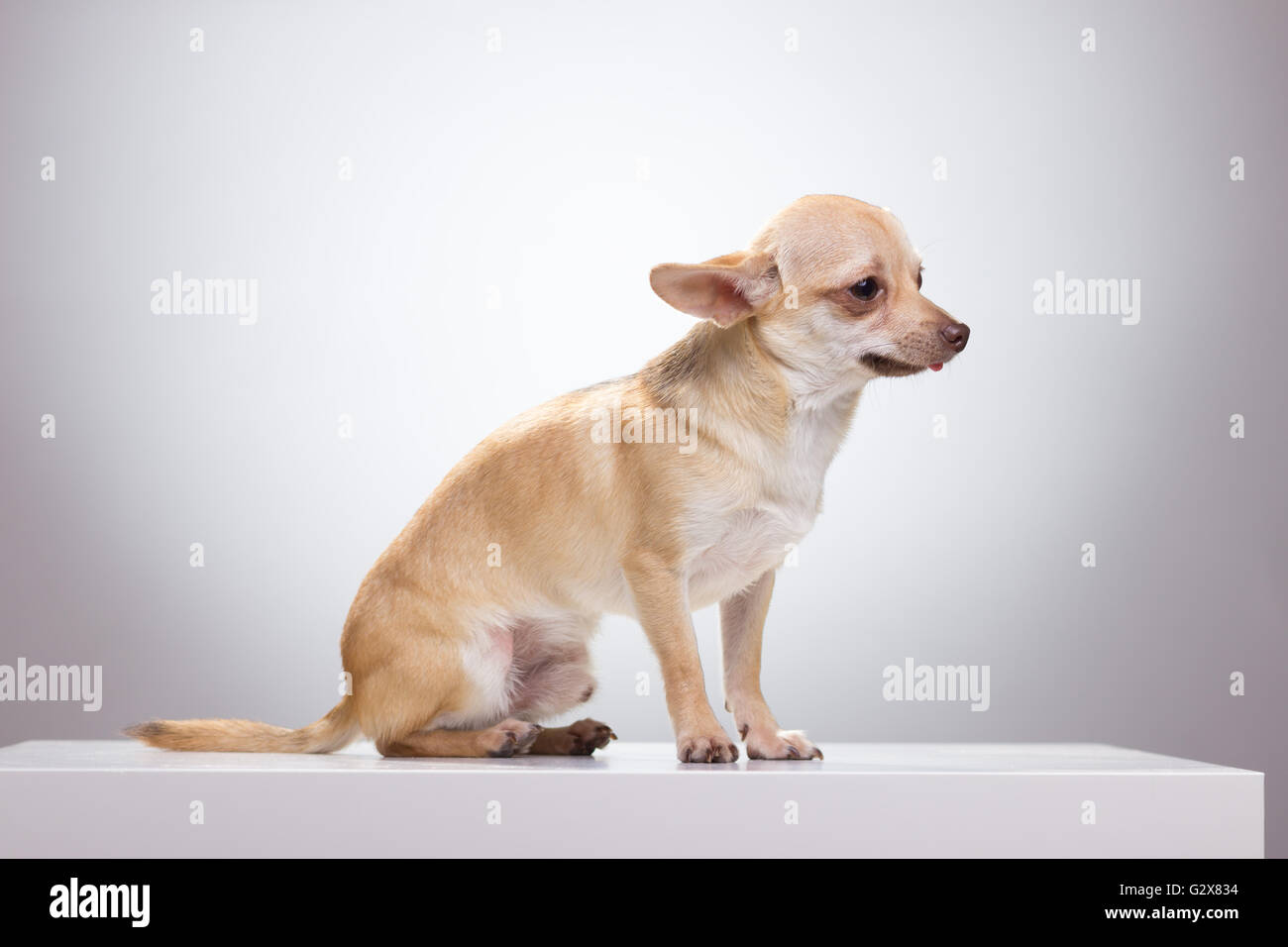 Sad Chihuahua dog sitting, white background Stock Photo - Alamy