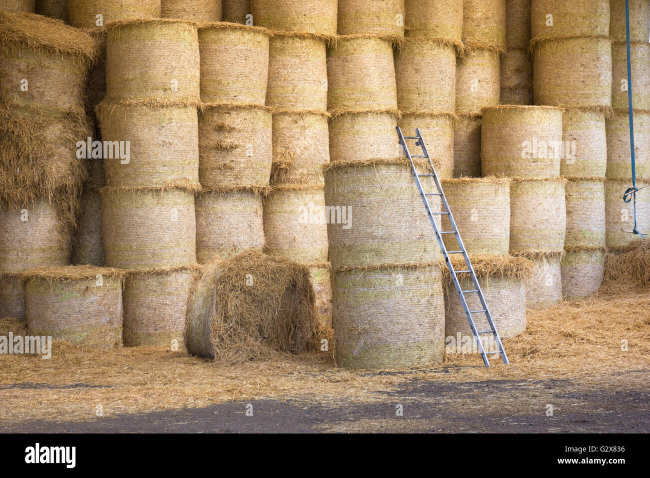 hay bales and ladders Stock Photo - Alamy