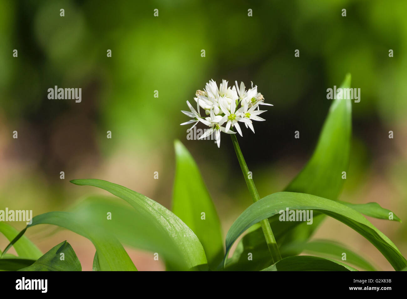 Ransom flower hi-res stock photography and images - Alamy