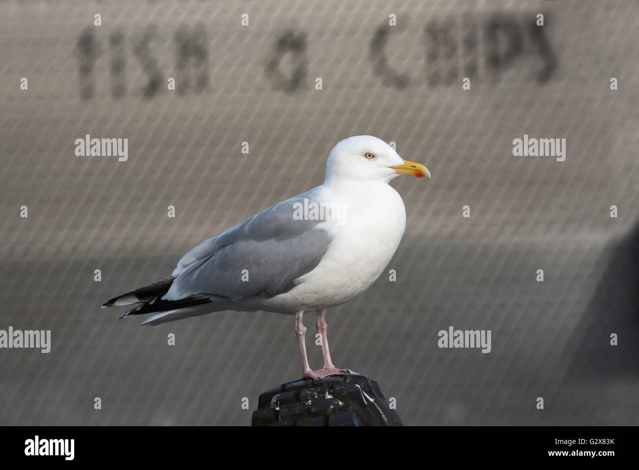 Seagull chips hi-res stock photography and images - Alamy