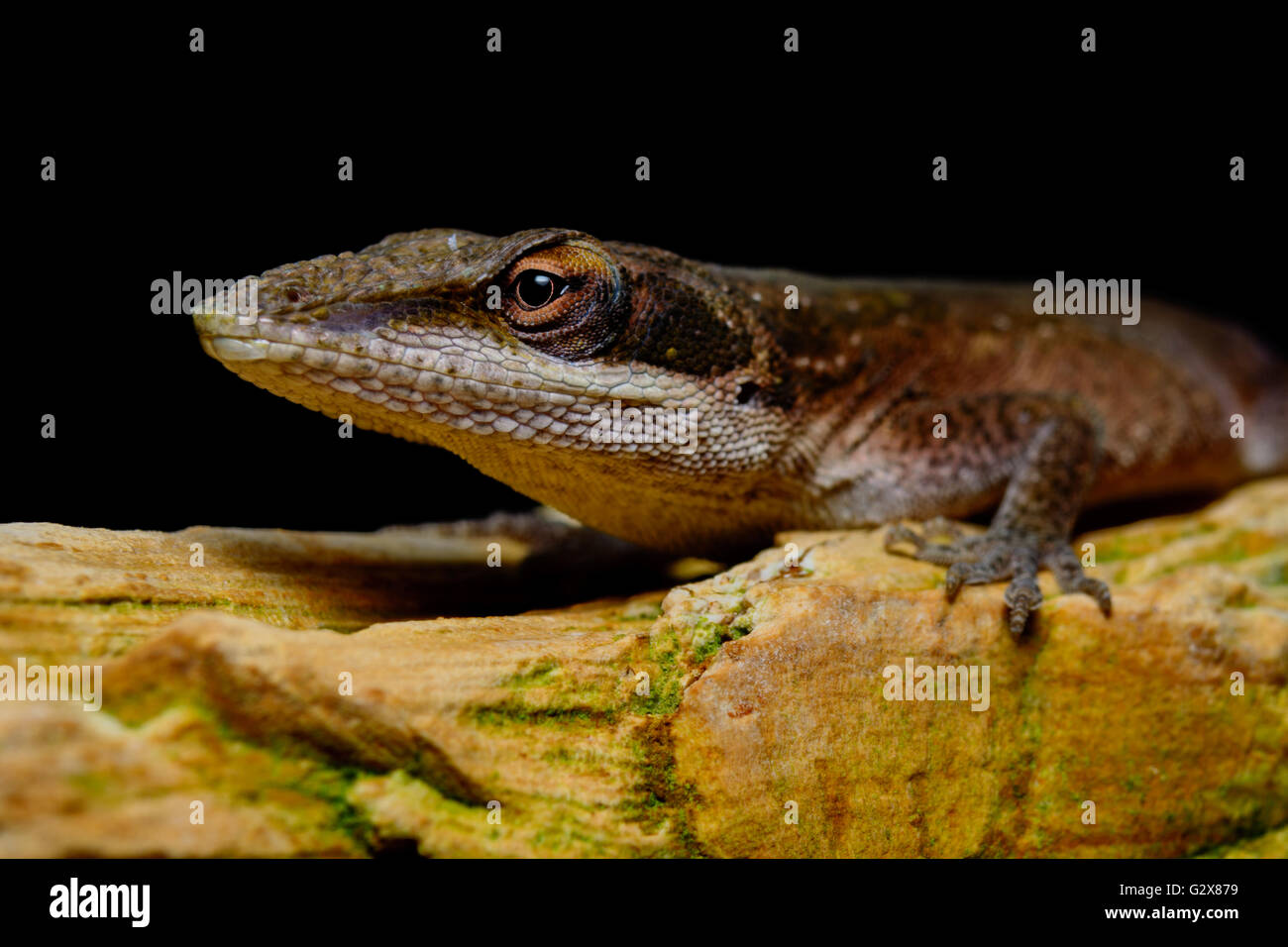Carolina Anole (Anolis carolinensis) on rock, bright eyes, black ...
