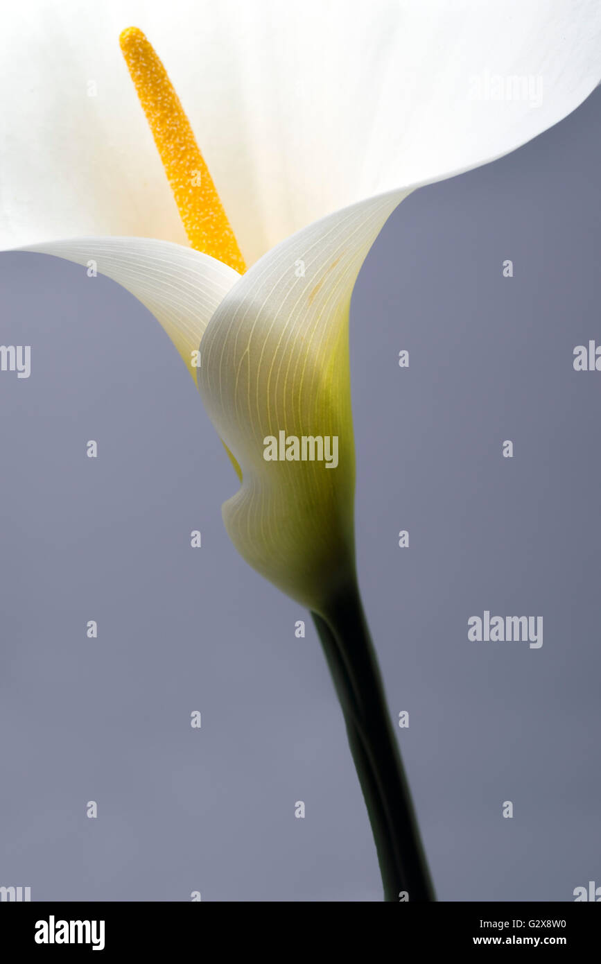 Calla lily flowers hi-res stock photography and images - Alamy