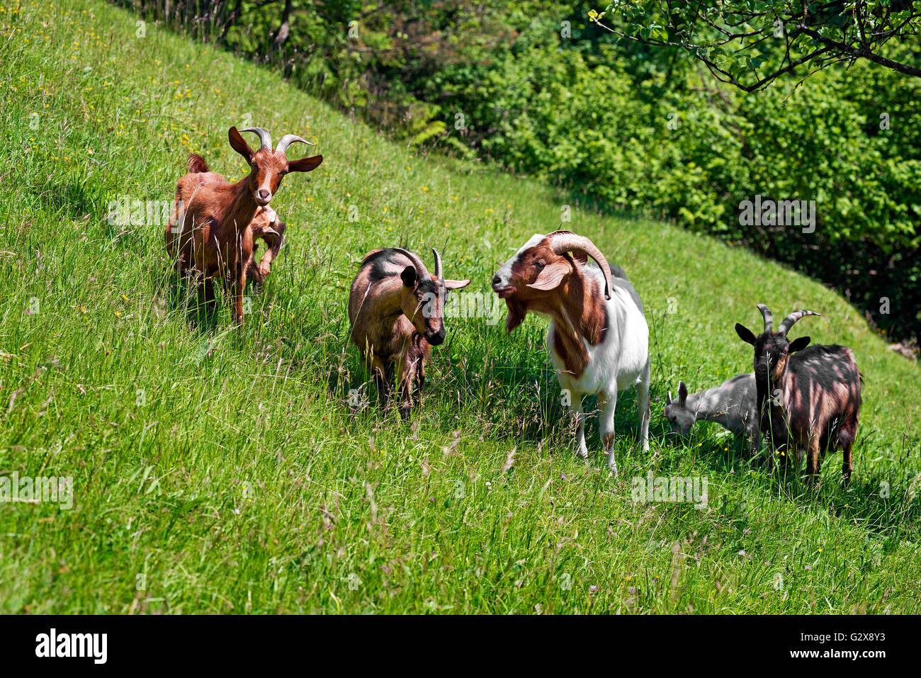 Goats on a meadow hi-res stock photography and images - Alamy