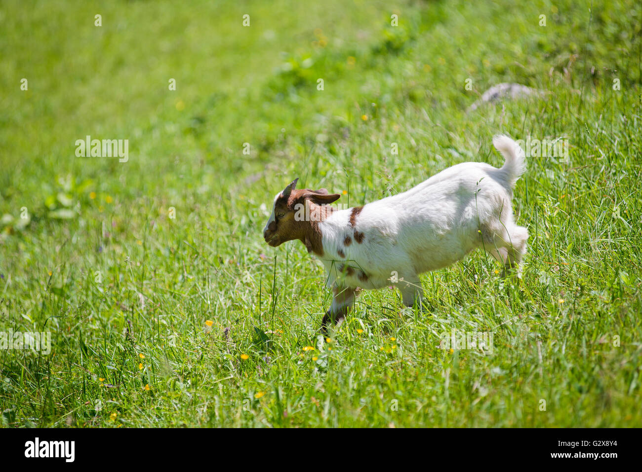 Graze High Resolution Stock Photography and Images - Alamy