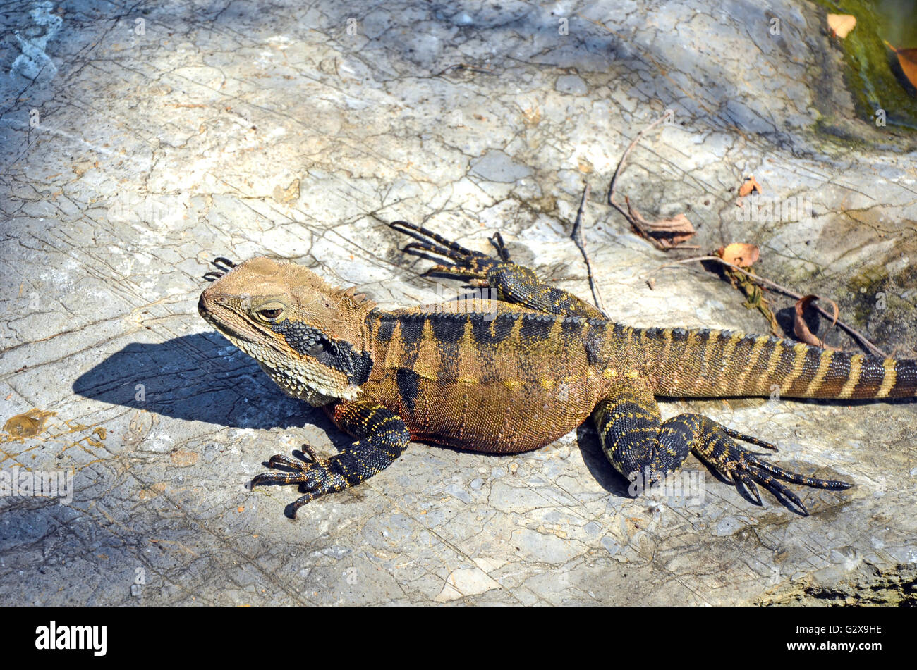 Australian Eastern Water Dragon sunning itself on a patterned rock ...