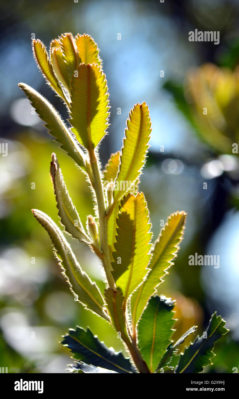Banksia tree hi-res stock photography and images - Alamy