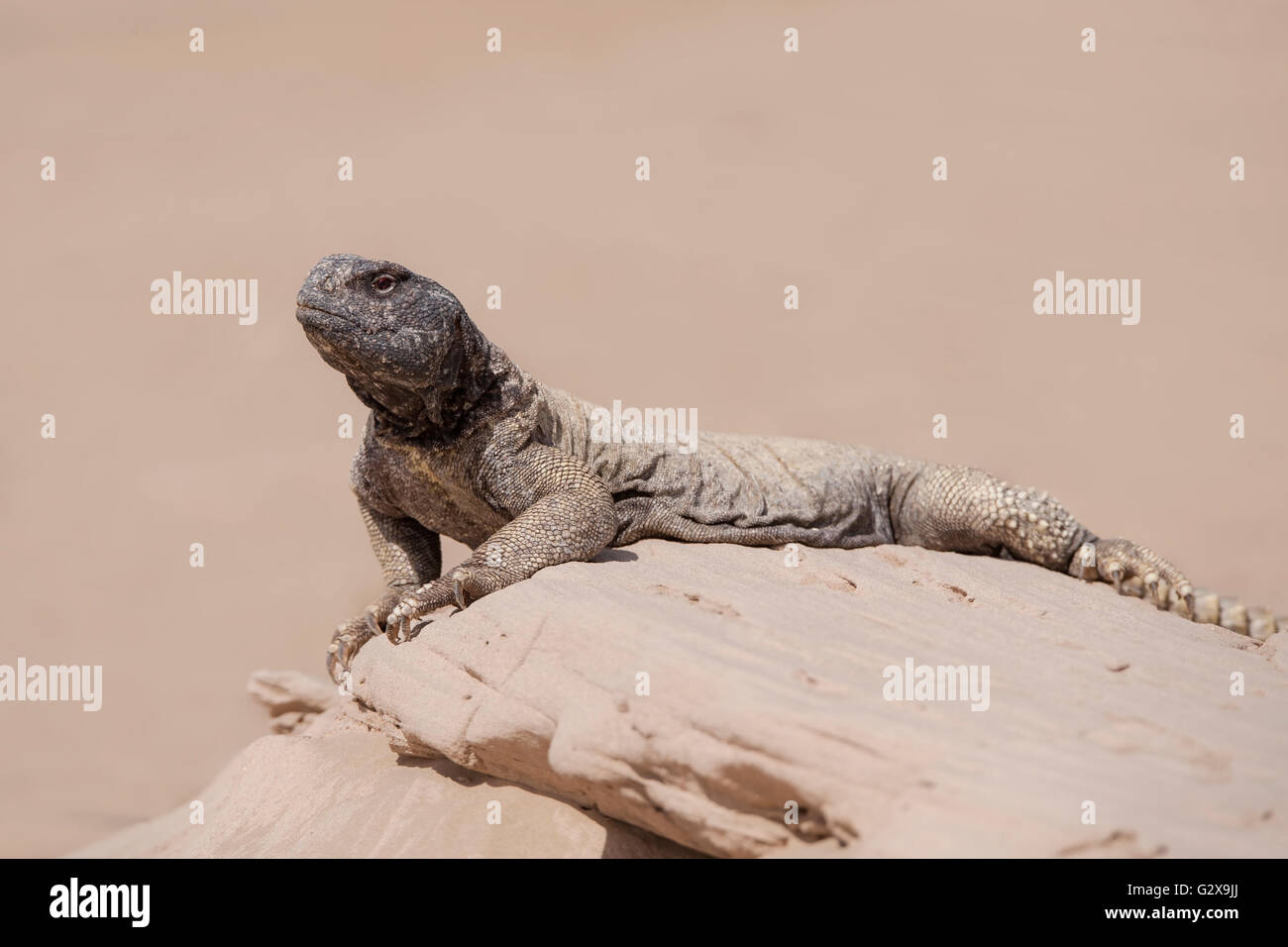Arabian Lizard black head big reptile animal standing on a desert rock ...