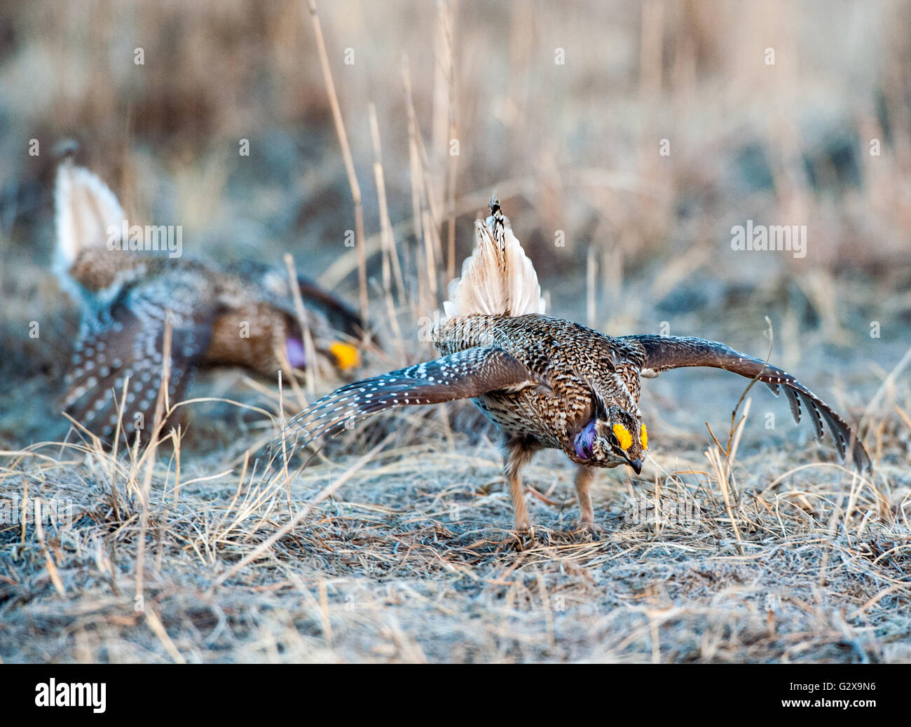 Sharp tailed grouse species hi-res stock photography and images - Alamy