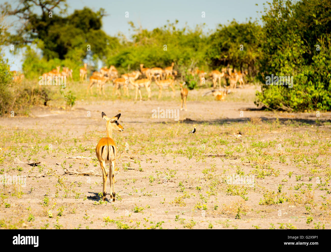 Herd of impala hi-res stock photography and images - Alamy