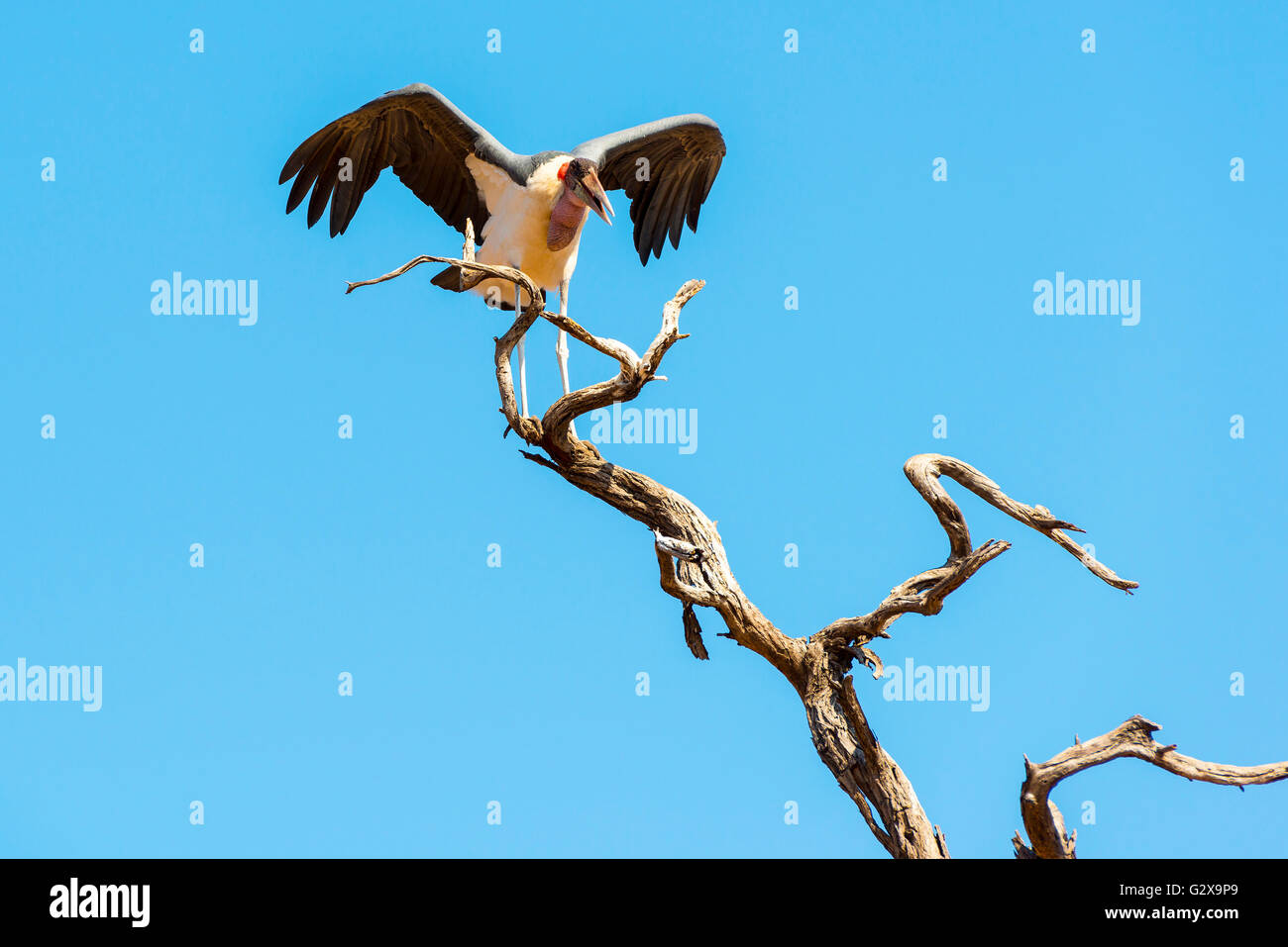 Marabou bird flight flying hi-res stock photography and images - Alamy