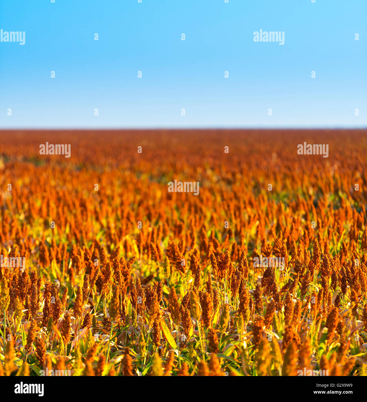 Sorghum field hi-res stock photography and images - Alamy