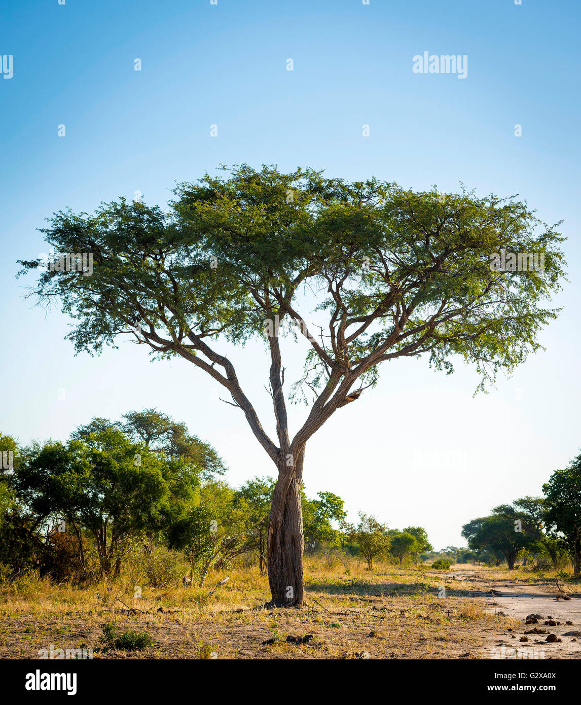 Safari landscape tree hi-res stock photography and images - Alamy