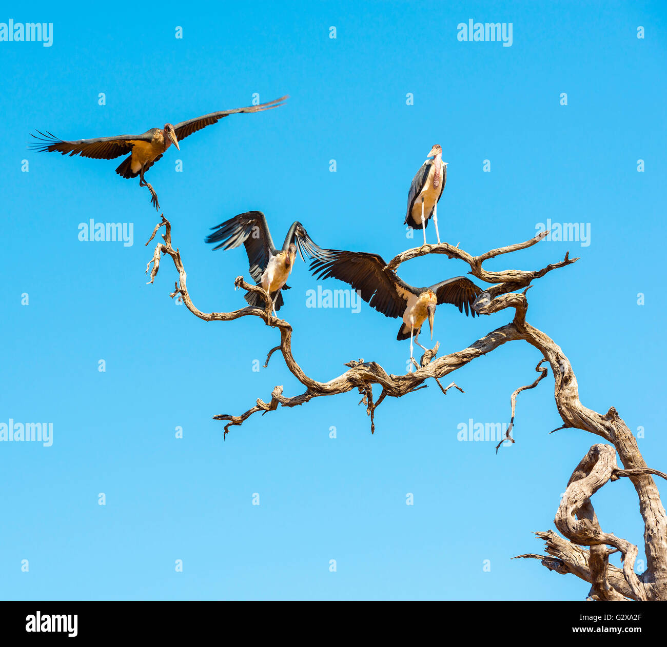 The Undertaker High Resolution Stock Photography and Images - Alamy