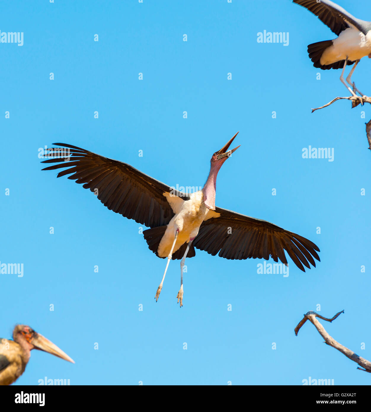 Undertaker hi-res stock photography and images - Alamy