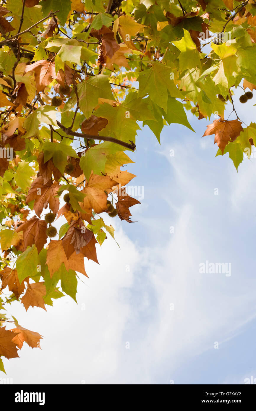 Detail of ash tree's leaves in autumn with copyspace Stock Photo - Alamy