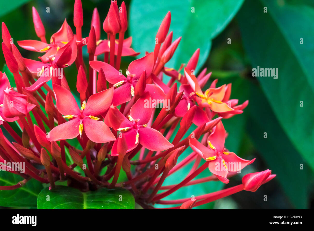 Ixora is a genus of flowering plants in the Rubiaceae family Stock ...