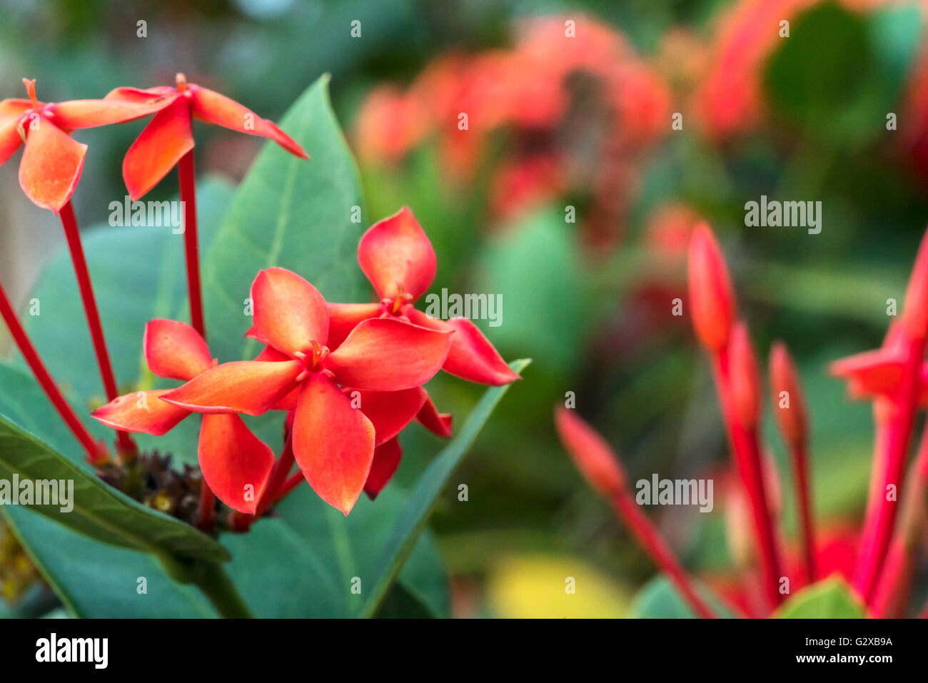 Ixora is a genus of flowering plants in the Rubiaceae family Stock ...