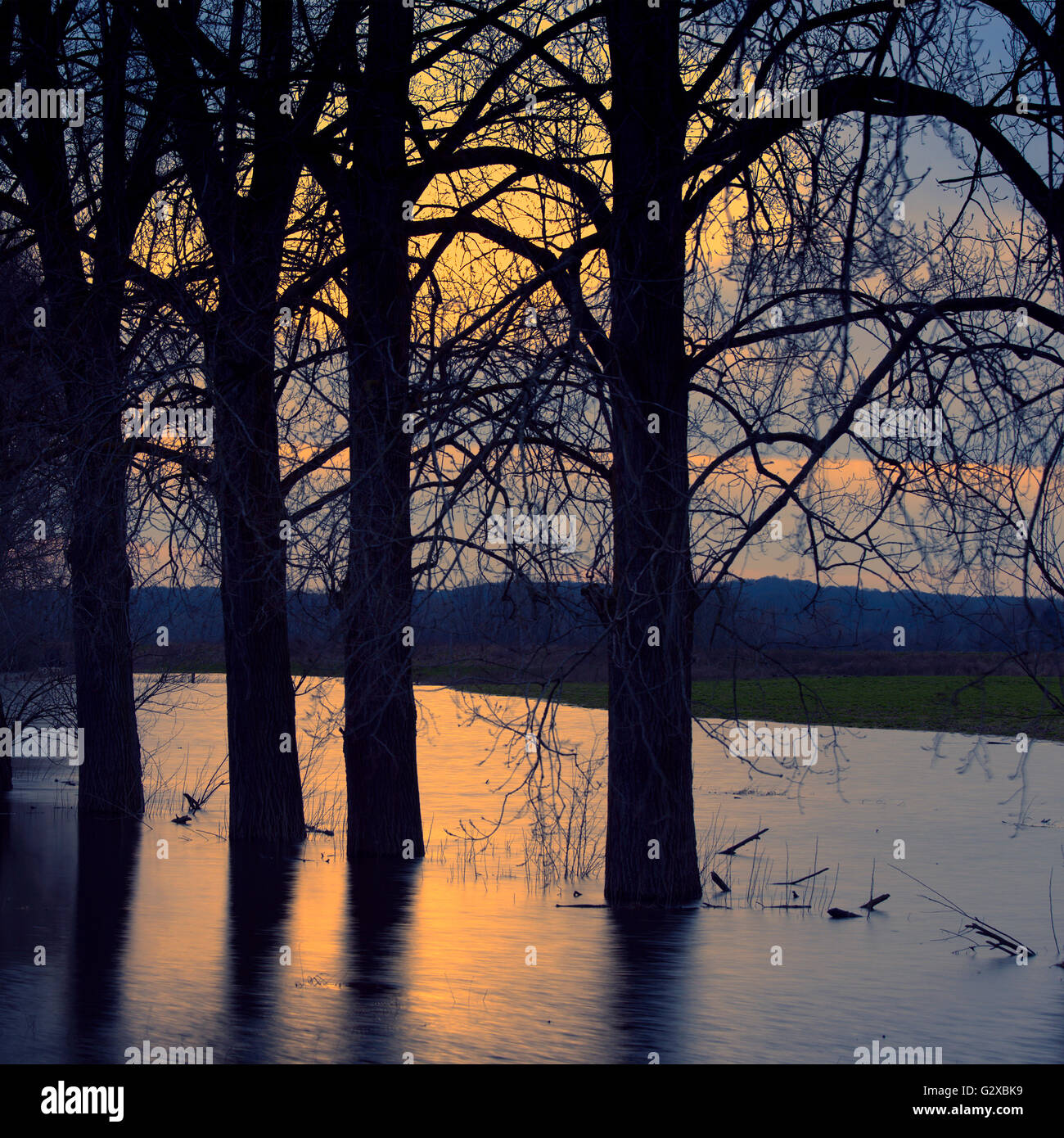Canadian poplars (Populus x canadensis), trees in water, Wesel, North ...