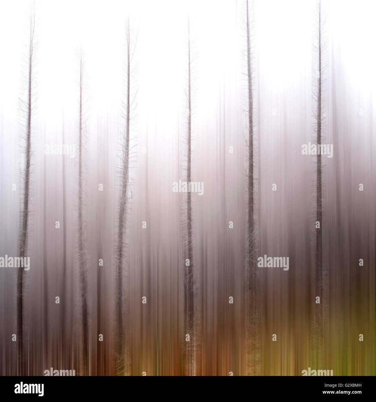 Blurred trees in a forest, Auvergne, France Stock Photo - Alamy