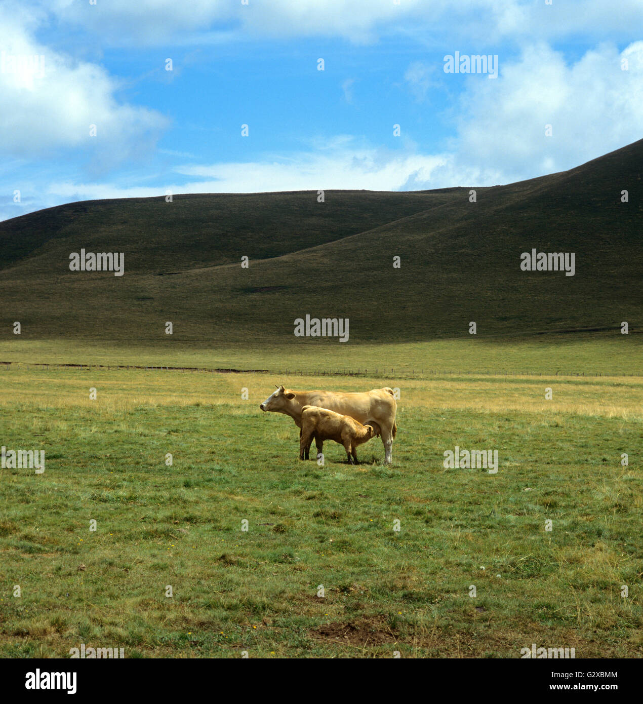 Aubrac cattle hi-res stock photography and images - Alamy