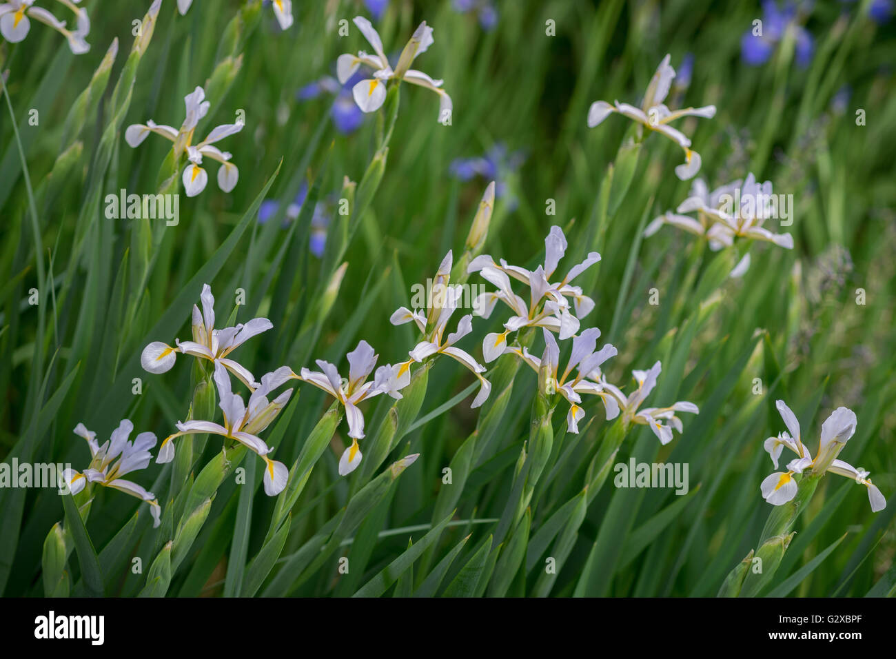 Iris halophila white spring flowers Stock Photo - Alamy