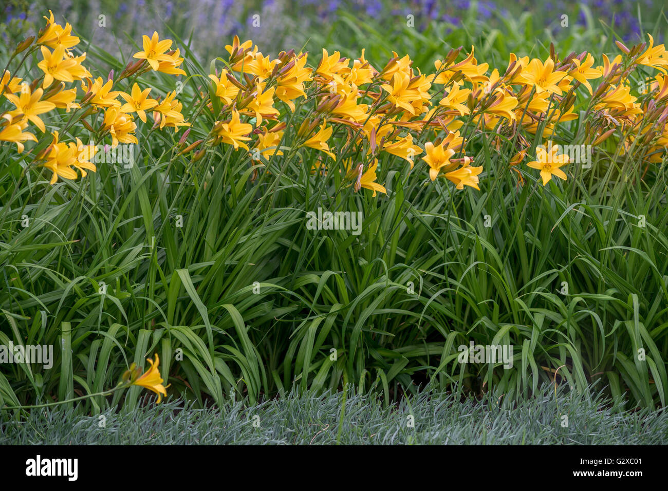 Daylily yellow daylilies Hemerocallis thunbergii Stock Photo - Alamy