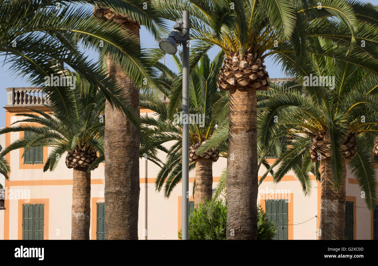 Palm trees in front of a building on Placa Espanya square, Felantix ...