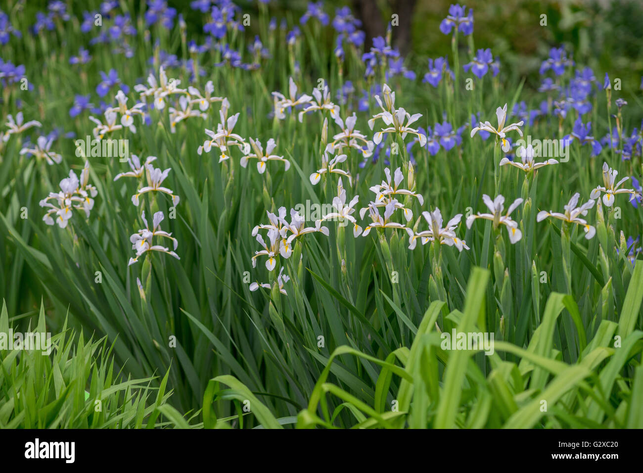 Iris halophila white spring flowers Stock Photo - Alamy