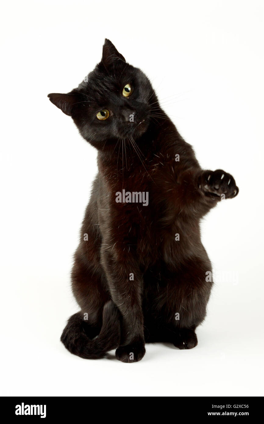Black cat, tomcat Stock Photo - Alamy