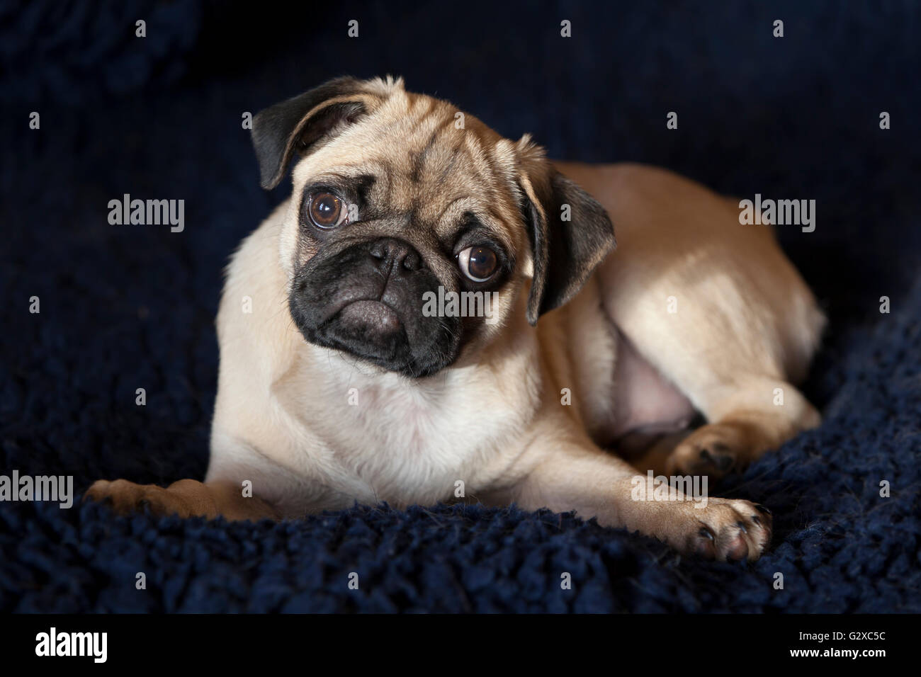 Pug, puppy, lying down Stock Photo - Alamy