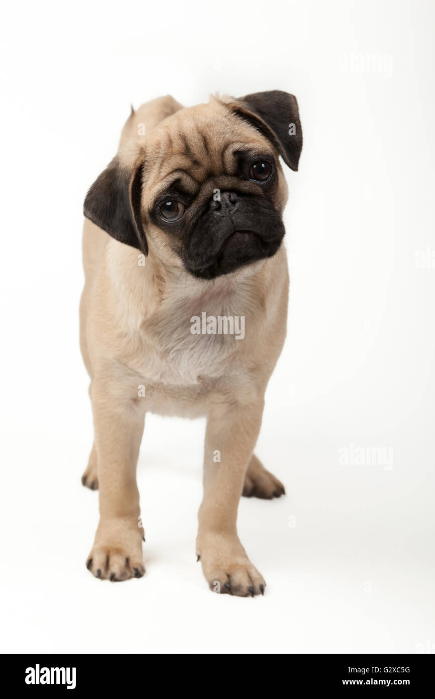 Pug, puppy, standing Stock Photo - Alamy