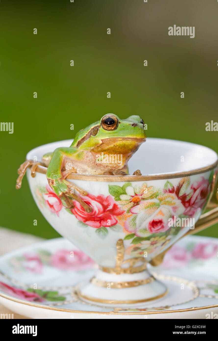 Frog in cup hi-res stock photography and images - Alamy