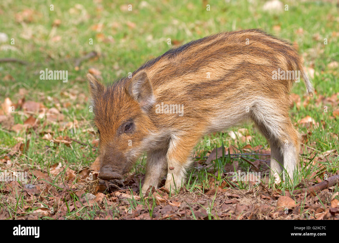 Wild Boar (Sus scrofa), young boar, Germany Stock Photo - Alamy