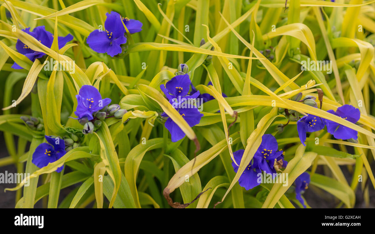 Tradescantia Sweet Kate spiderwort blooming Stock Photo - Alamy