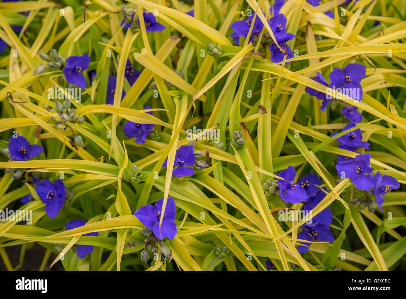 Tradescantia hi-res stock photography and images - Alamy