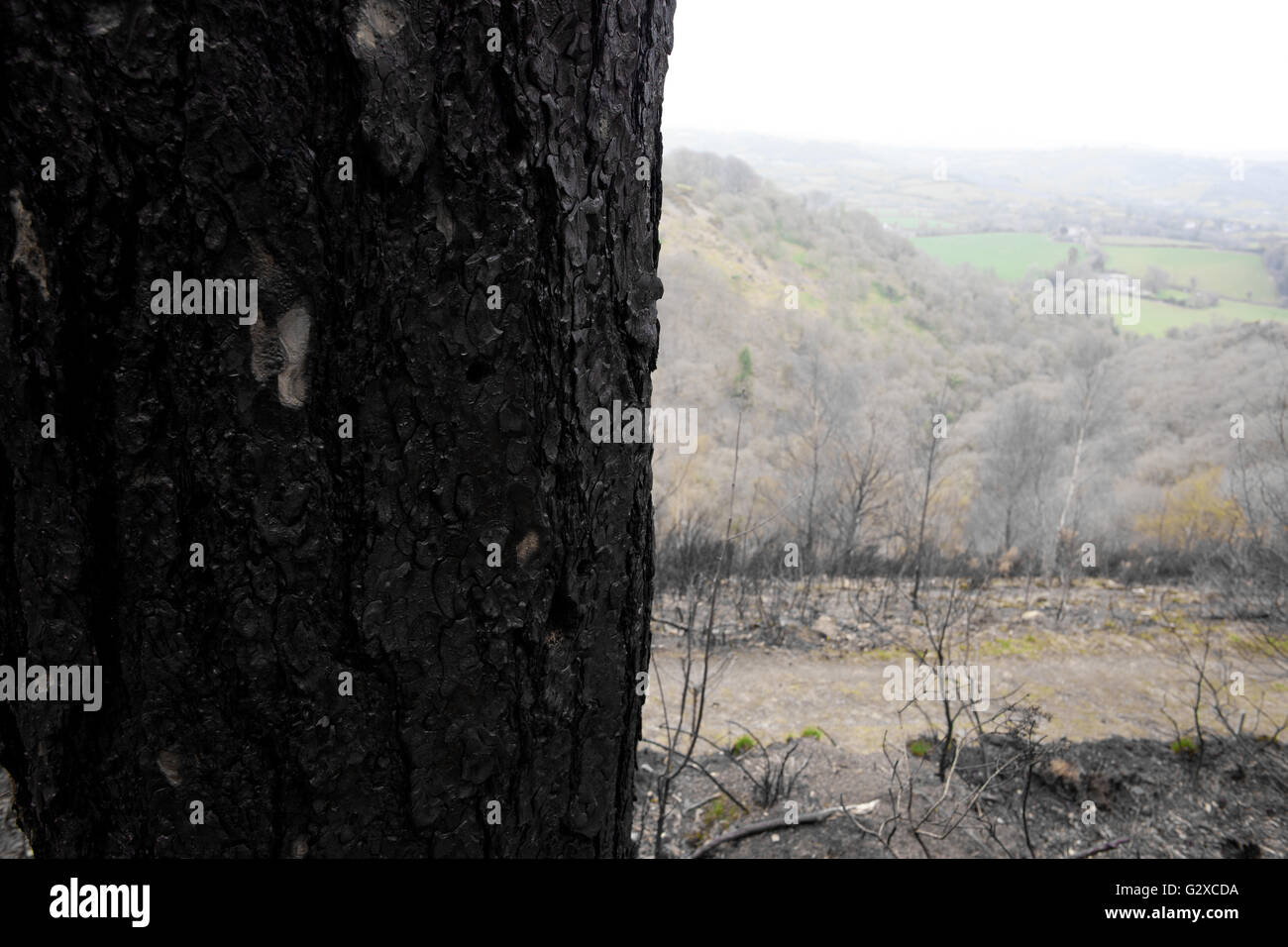 Fire damaged tree trunk Stock Photo - Alamy