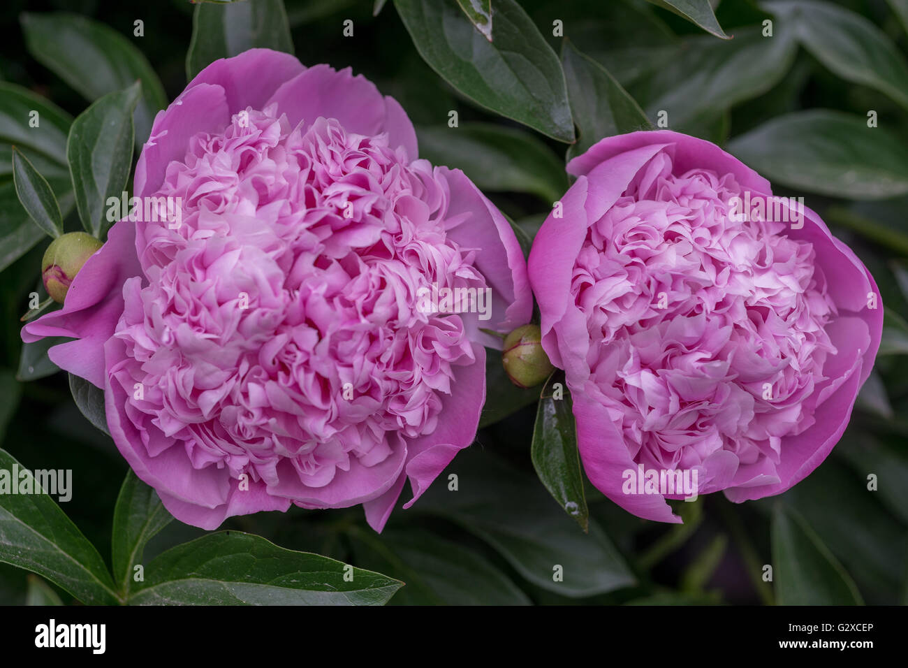 Peony peonies hi-res stock photography and images - Alamy