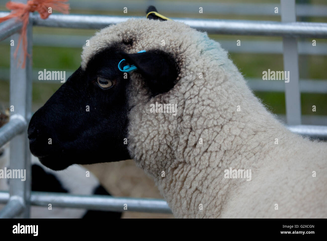 Clun Sheep High Resolution Stock Photography and Images - Alamy
